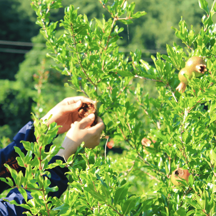 Father's Hill Citron Grain Syrup 아빠랑 유자곡물당 – Kim'C Market